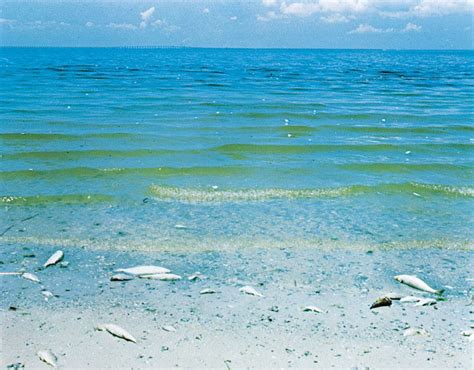 Algae Definition Characteristics Classification Examples And Facts Britannica