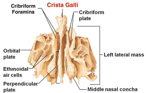 Crista Galli Of Ethmoid