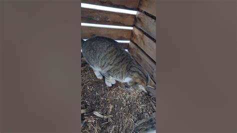 Basil Has A Sneaky Back Entrance Into The Resting Compost Bin Youtube
