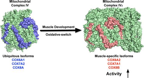 Switching Ubiquitous And Muscle‐specific Isoforms Of Mitochondrial