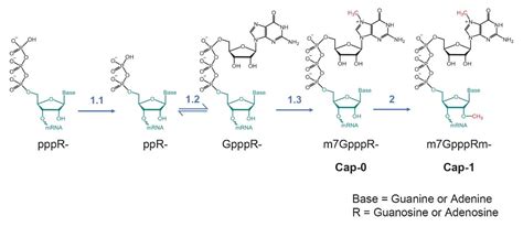 Rapid Analysis Of Synthetic Mrna Cap Structure Using Ion Pairing Rplc