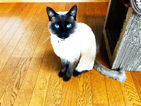 샴 고양이 파란 눈 기르는 Pixabay의 무료 사진 Pixabay