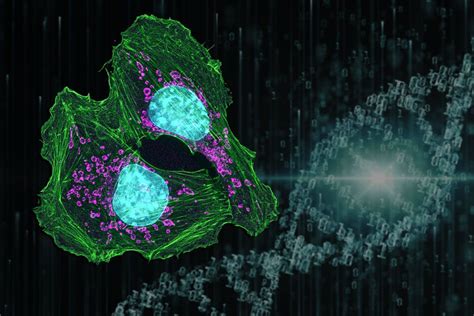 Drug Makes Tumors More Susceptible To Chemo Mit Department Of Biology