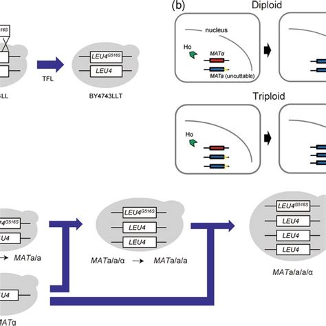 Generation Of Diploid Triploid And Tetraploid Strains With A Hetero