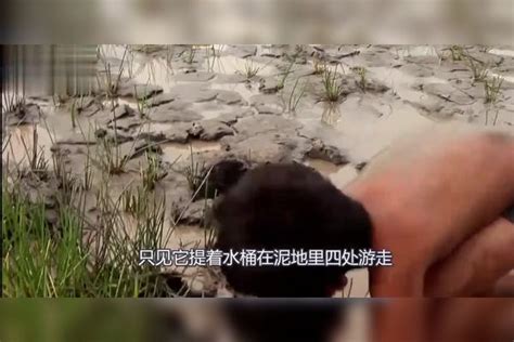 男孩在泥巴里捞鱼，一条大鱼突然窜了出来，镜头记录全过程大鱼泥巴镜头