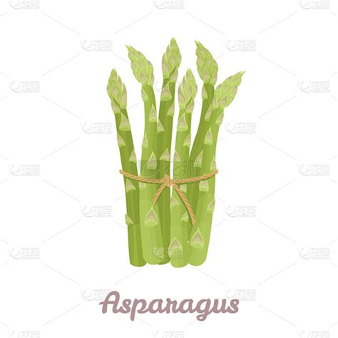绘画插图芦笋扁平化设计矢量有机食品健康食物清新绿色卡通串