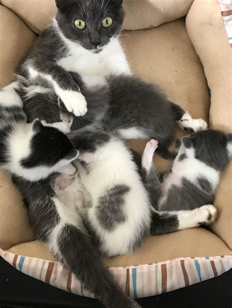 The Kitten Nugget Gang Brutally Assaults A Poor Lady R Illegallysmolcats