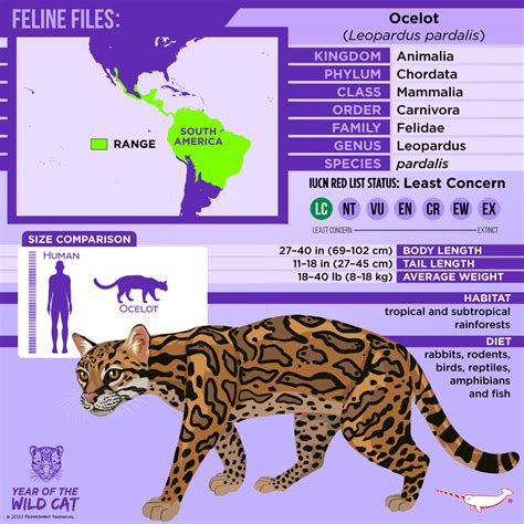 Ocelot Size Comparison