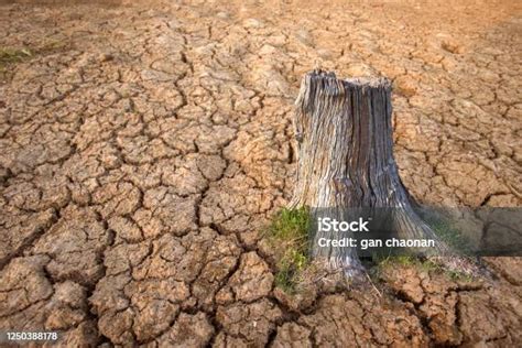 Konsep Pemanasan Global Gambar Pohon Yang Menunjukkan Tanah Gersang