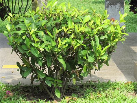Ixora