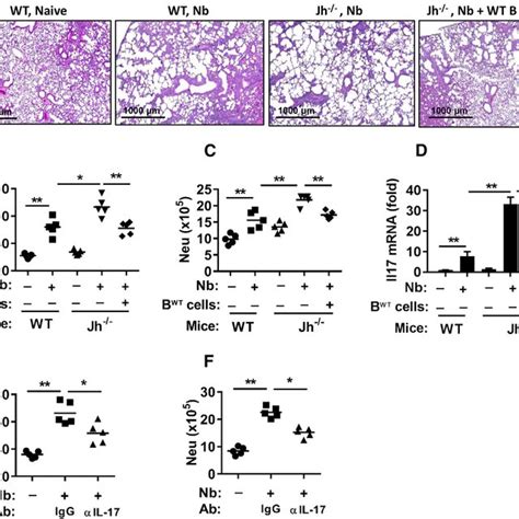 il 4r signaling promotes b cellmediated control of emphysema b cells