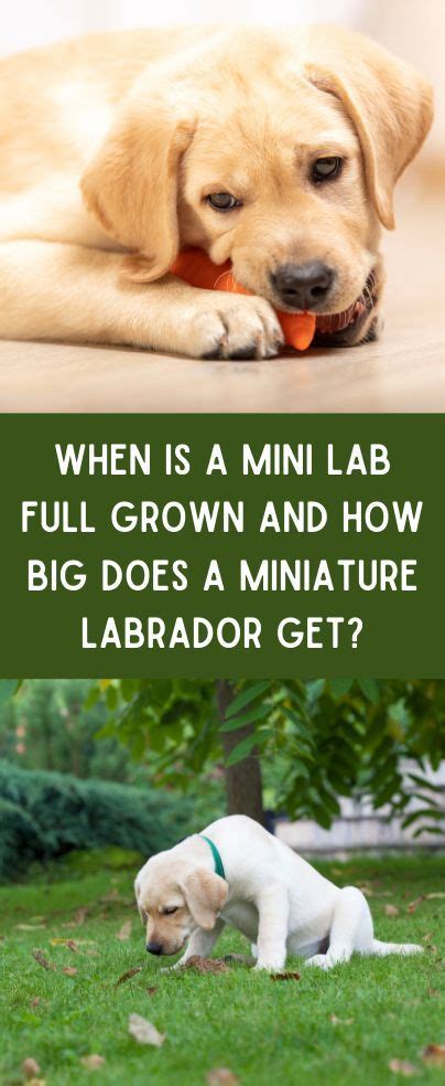 Mini Lab Growth And Size Guide Teacup Canoe Toy Labs