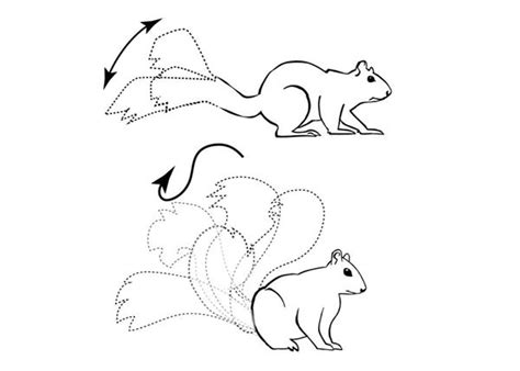 Squirrel Diagram