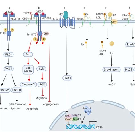 Cd36 Signaling Pathway In Cardiomyocytes Under Normal Conditions