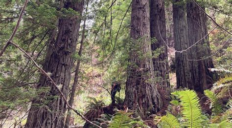 Forest Defenders Build Anti Logging Blockades In Mattole Forest Earth First Journal
