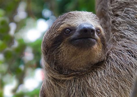 A Virtual Slothmas Lindsay Wildlife Experience