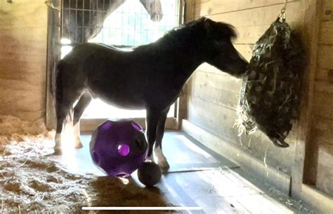 Thyro L Levothyroxine Sodium Powder For Horses 10 Lb