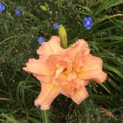 Daylily Hemerocallis Dublin Elaine In The Daylilies Database