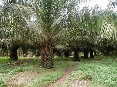 Palm Oil Cameroon Development Corporation