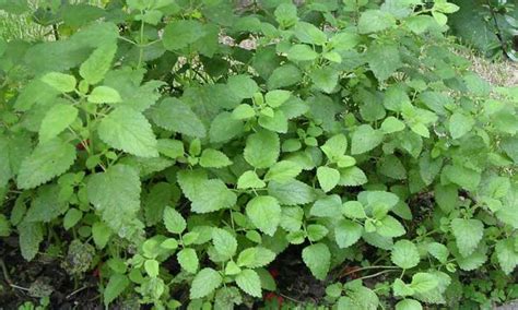 Cette Herbe Parfumée éloigne Les Moustiques Tout Lété Macuisine Delice