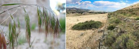 Learn How To Control Cheatgrass Pine Bluffs Post