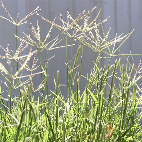 Bermuda Grass Plant Bamert Seed