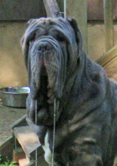 Cesare Drooling Like A Champ Neapolitan Mastiffs Mastiffs Animals