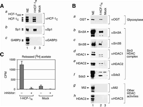 Association Of The F Hcf 1 N Subunit With Endogenous Hcf 1 C Subunits Download Scientific Association Of The F Hcf 1 N Subunit With Endogenous Hcf 1 C Subunits Download Scientific