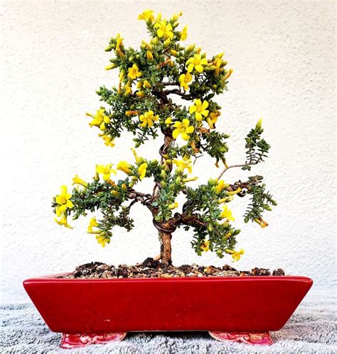 Picture 1 I Re Potted My Mame Hypericum Egyptiacum This Is What It