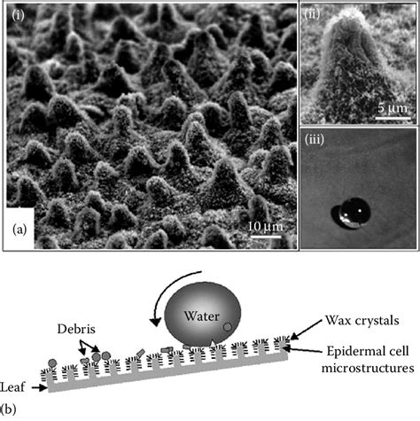 1 A I Sem Image Of The Surface Of A Lotus Leaf And Ii A Higher