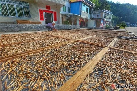 遍地黄花似金针大埔银江镇金针菜迎来丰产 种植