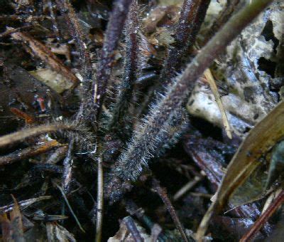 Coryphopteris