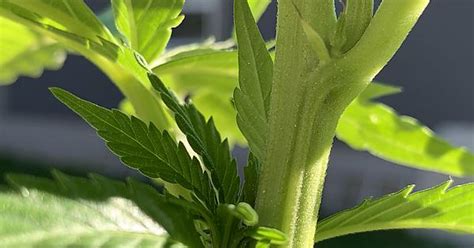 The Strange Stem Like Base Pollen Sacs Have Stems Would Have Me So