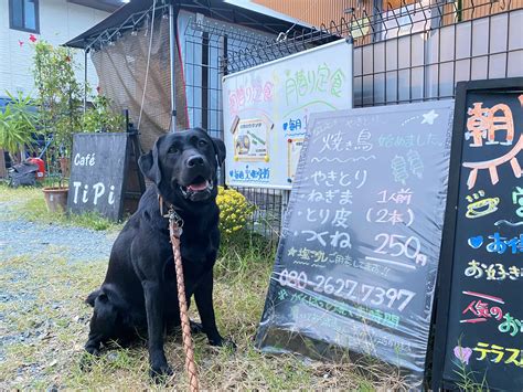 黒ラブのエマ on Twitter 夕方は2人で佐鳴湖公園へ お散歩の途中湖畔のカフェでひと休み https t co