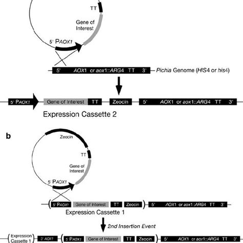 Pdf Expression Of Recombinant Proteins In Pichia Pastoris