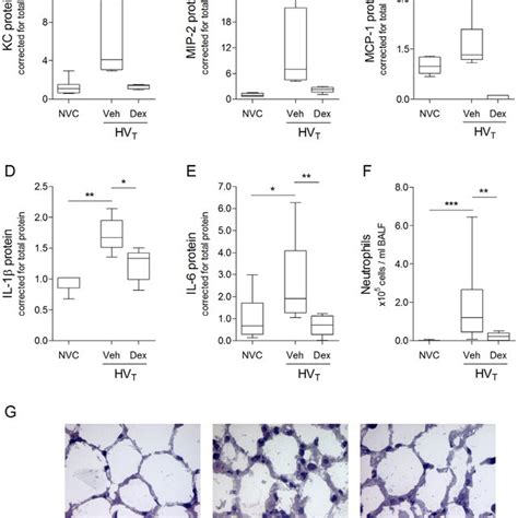 Pro Inflammatory Response A E In Total Lung Homogenates Protein