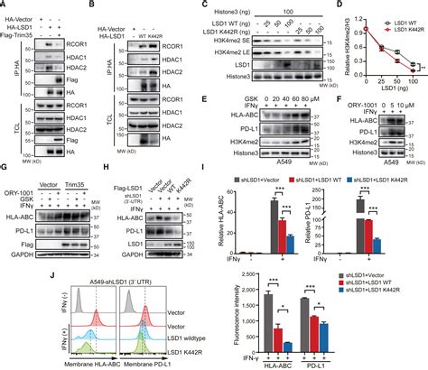 E3 Ligase Trim35 Inhibits LSD1 Demethylase Activity Through K63 Linked