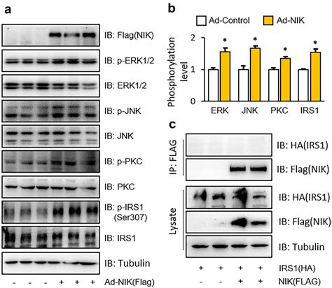 Nik Blocked Insulin Signaling Pathway In C2c12 Cells Via Erk Jnk And