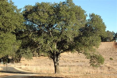 Quercus Agrifolia Landscape Plants Oregon State University