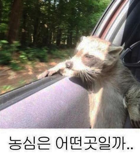 농심은 어떤곳일까 농심 너구리 오늘의짤방