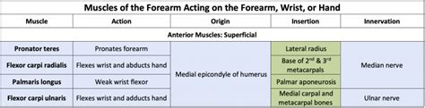 Module 32 Upper Extremity Iv Wrist And Hand Anatomy 337 Ereader