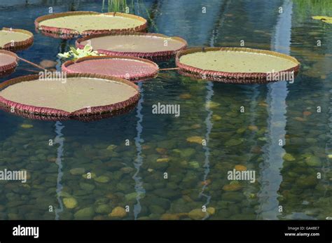 Lily Pad Height At Ruth Sapp Blog