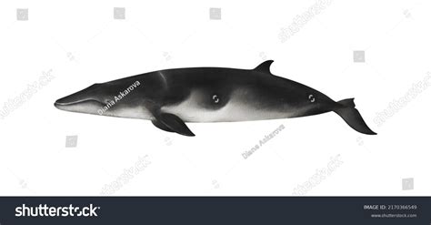Handdrawn Watercolor Antarctic Minke Whale Illustration Stock