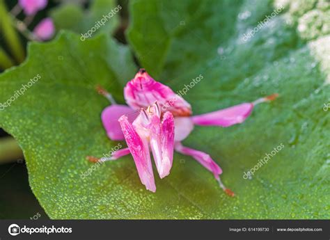 Praying Mantis Flower Camouflage Best Flower Site