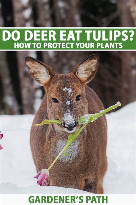 How To Protect Your Tulips From Deer Gardeners Path