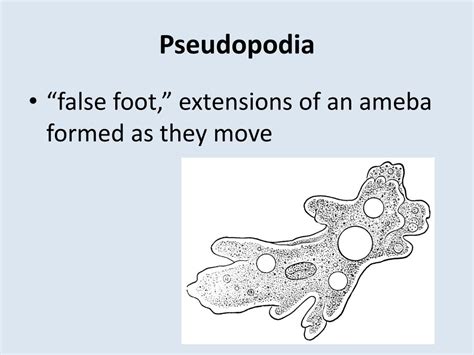 Ppt Kingdom Protista Powerpoint Presentation Free Download Id2352437