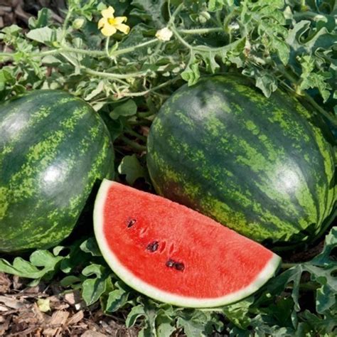 Mini Pastèque Bio Hors Saison Maréchal Fraîcheur