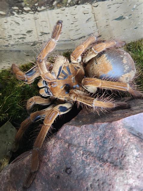 Molt Sexing Male R Tarantulas