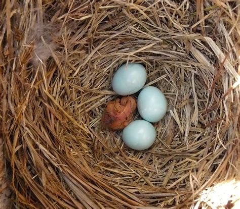 Bird Eggs Hatching