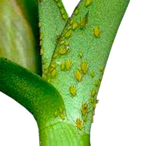 Pest Aphids On Orchids How To Get Rid Of Aphids On Orchids Orchid